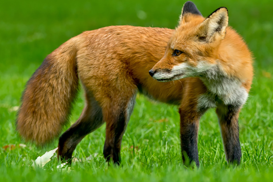 चितवनको भोजाडमा स्यालको बितण्डा स्थानीयबासी त्रसित - कालिका न्युज ...